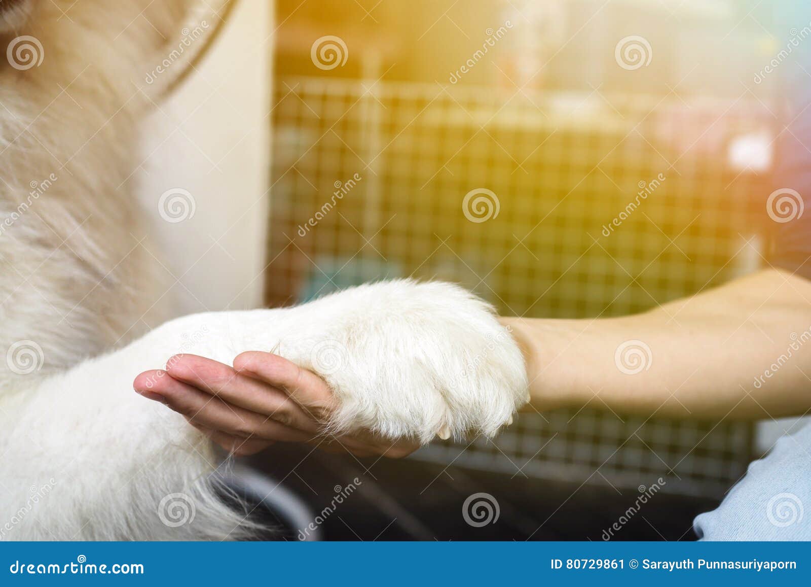 Dog Hand Shaking with Human - Friendship and Pet Training Concept ...