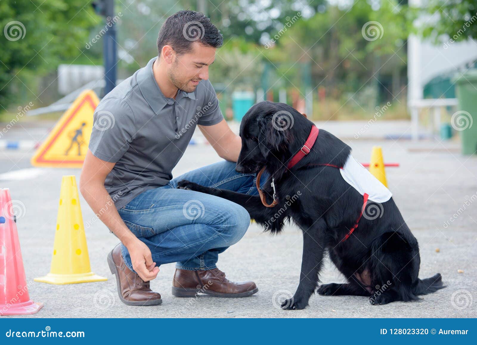 Dog handler at work stock photo. Image of training, trainer - 128023320