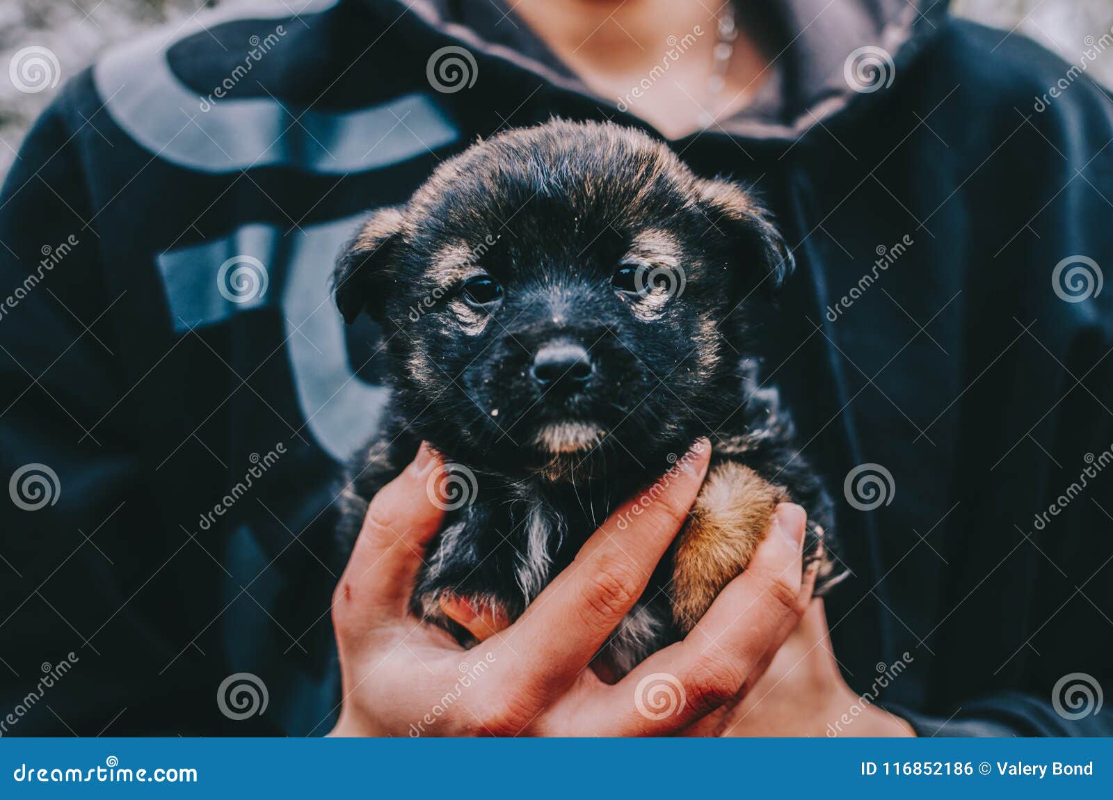 Dog in hands stock photo. Image of family, home, cute - 116852186