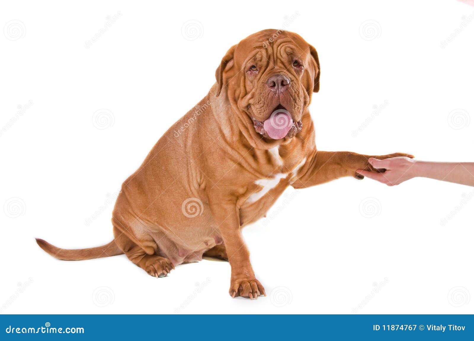 Dog Handshake stock image. Image of tame, friendship - 11874767