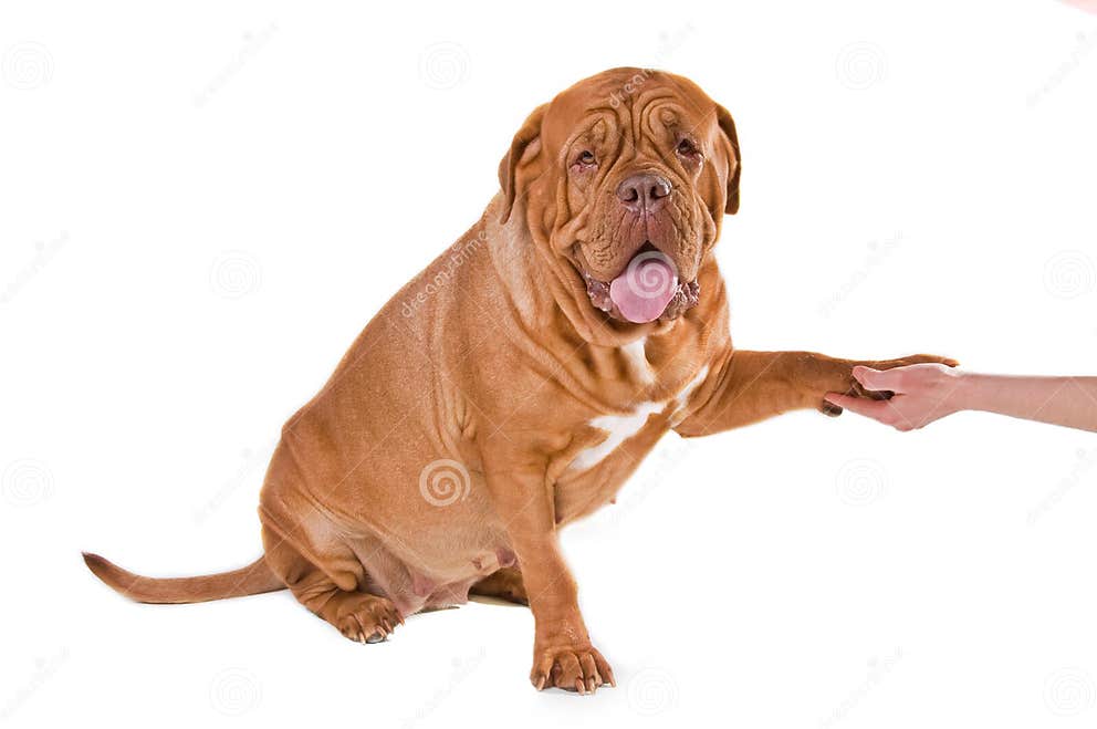 Dog Handshake stock image. Image of tame, friendship - 11874767