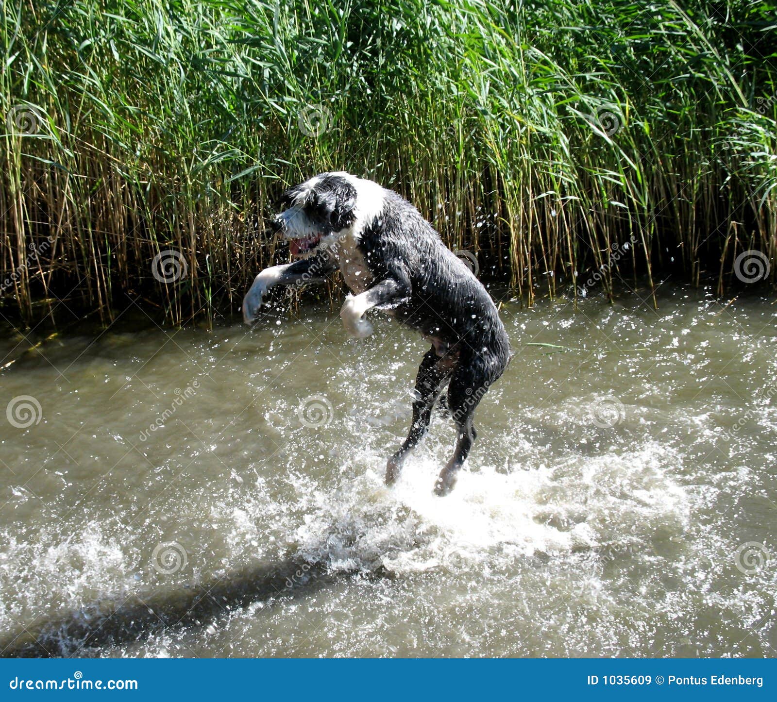 Dog hanging around stock image. Image of speed, windy - 1035609