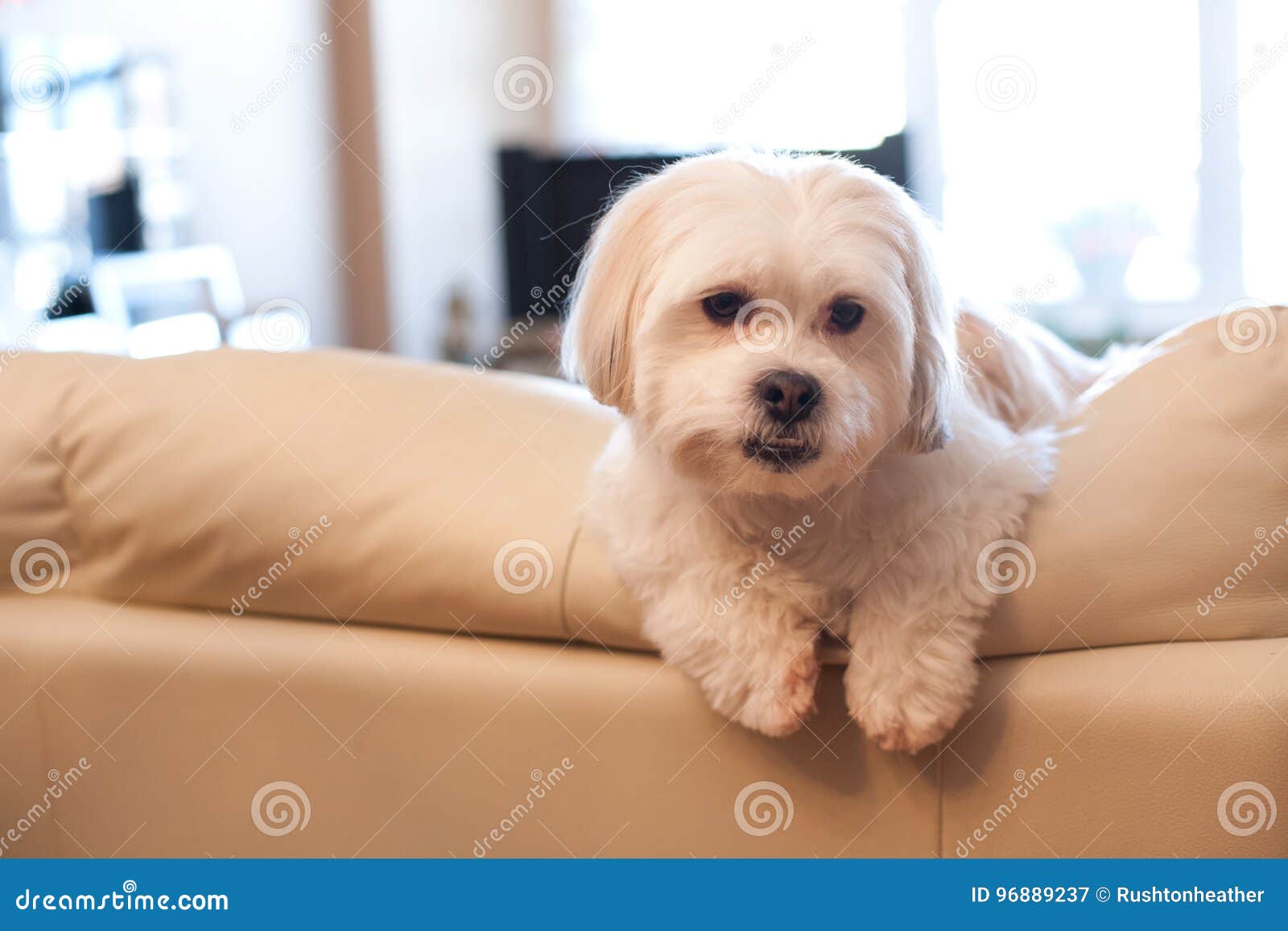 Dog hanging out at home stock image. Image of eyes, white - 96889237