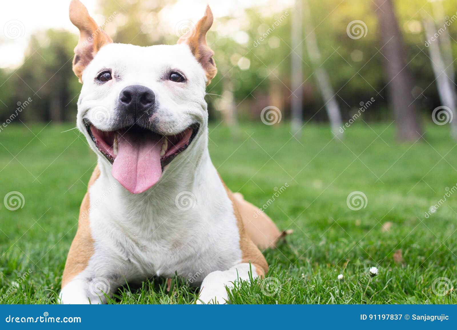 Dog happiness stock image. Image of adult, cheerful, emotion - 91197837