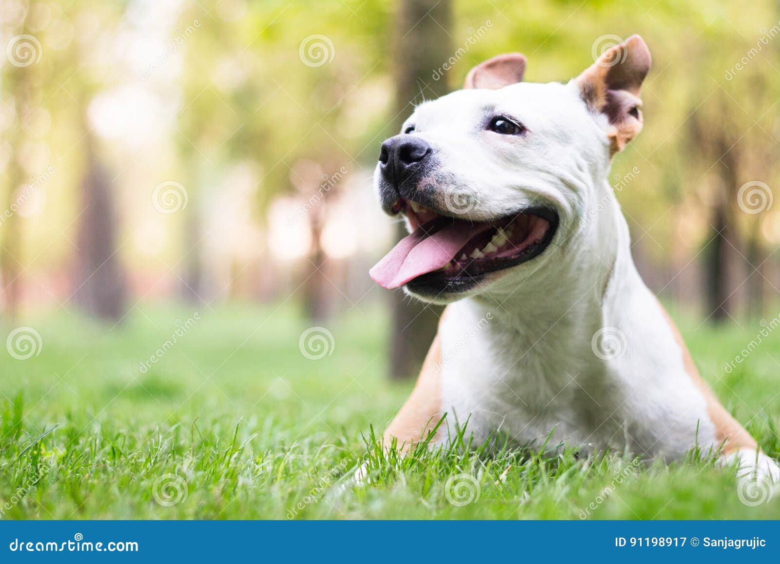 Dog happiness stock image. Image of cheerful, playing - 91198917