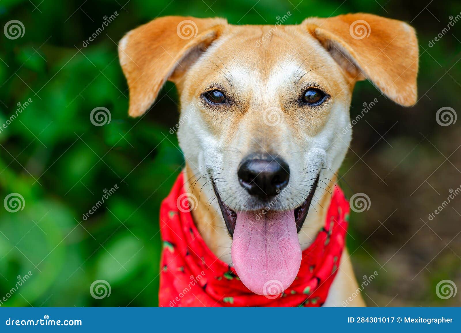 Dog Happy Excited Face stock image. Image of puppy, smiling - 284301017