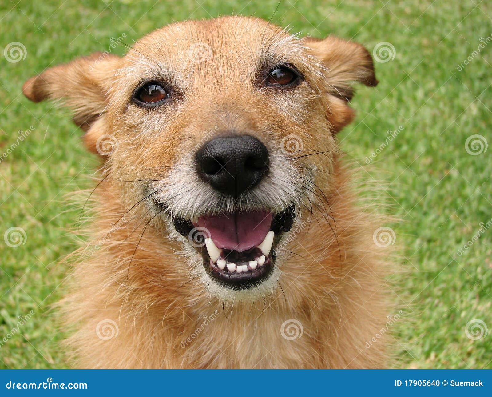 Dog with a happy smile stock photo. Image of scruffy - 17905640