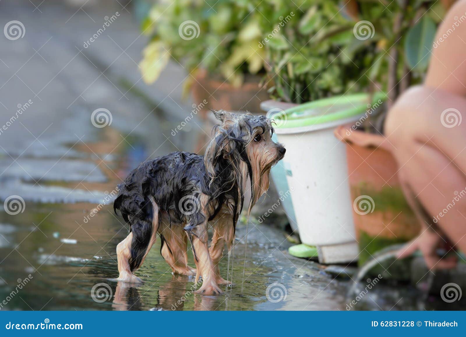 A Dog that Has Been Bathing Stock Photo - Image of drip, buddy: 62831228