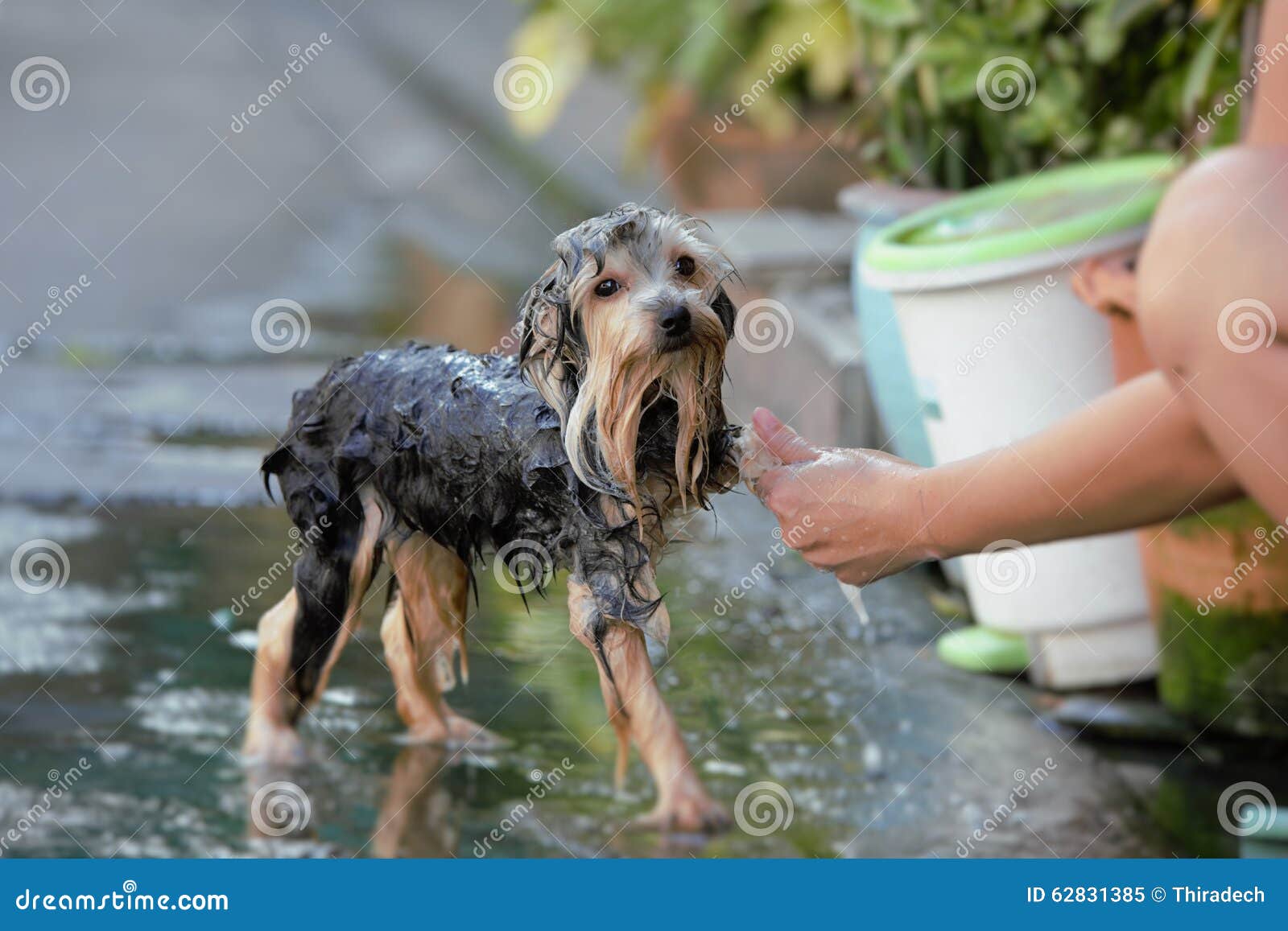 A Dog that Has Been Bathing Stock Image - Image of face, bathing: 62831385
