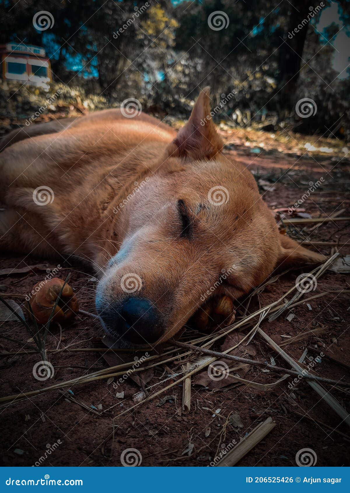 Dog has deep sleeping stock photo. Image of macro, face - 206525426