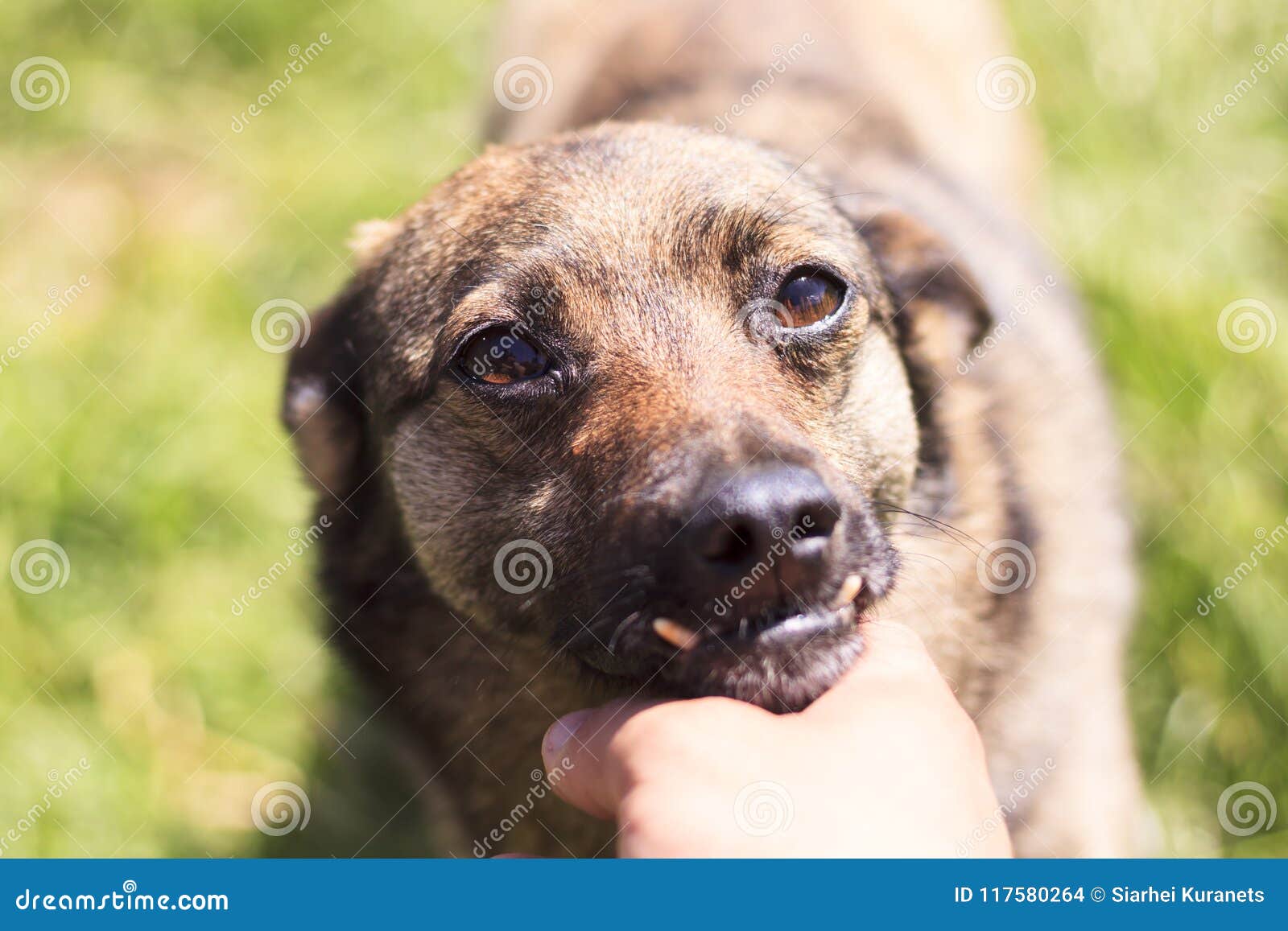The Dog Has an Incorrect Bite. the Human Hand is Stroking Stock Photo ...
