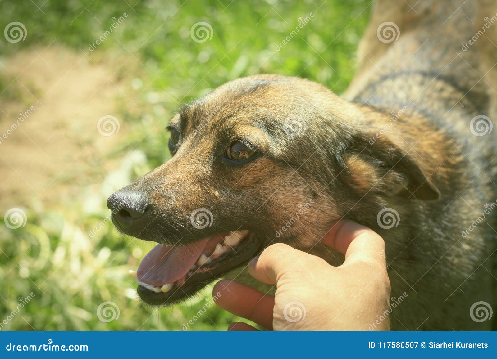 The Dog Has an Incorrect Bite. the Human Hand is Stroking Stock Image ...