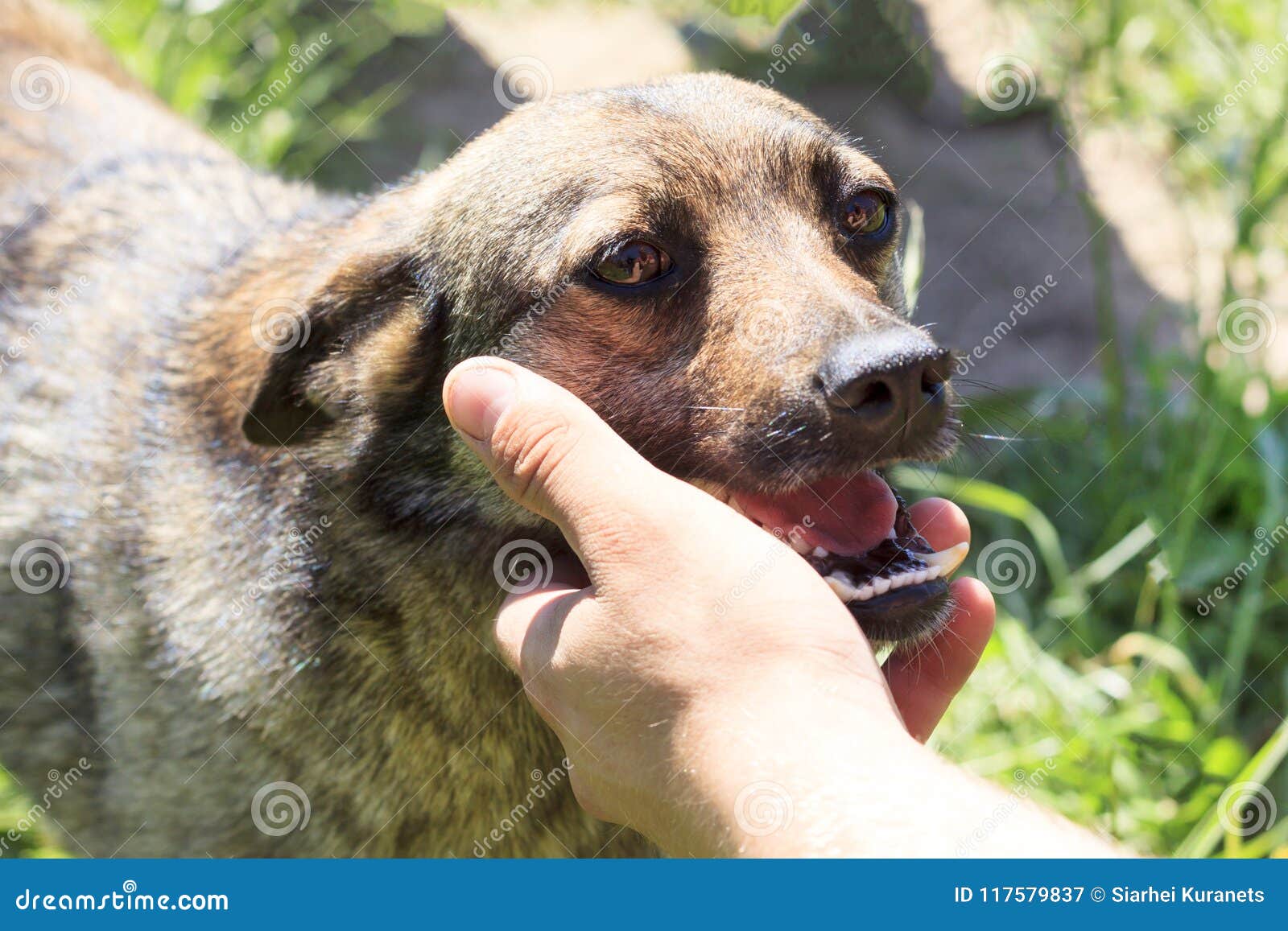 The Dog Has an Incorrect Bite. the Human Hand is Stroking Stock Image ...