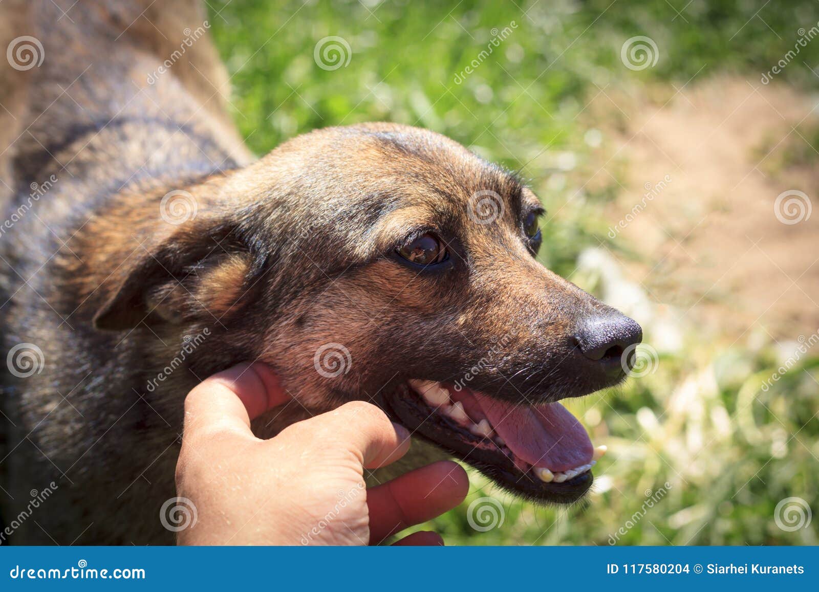 The Dog Has an Incorrect Bite. the Human Hand is Stroking Stock Photo ...