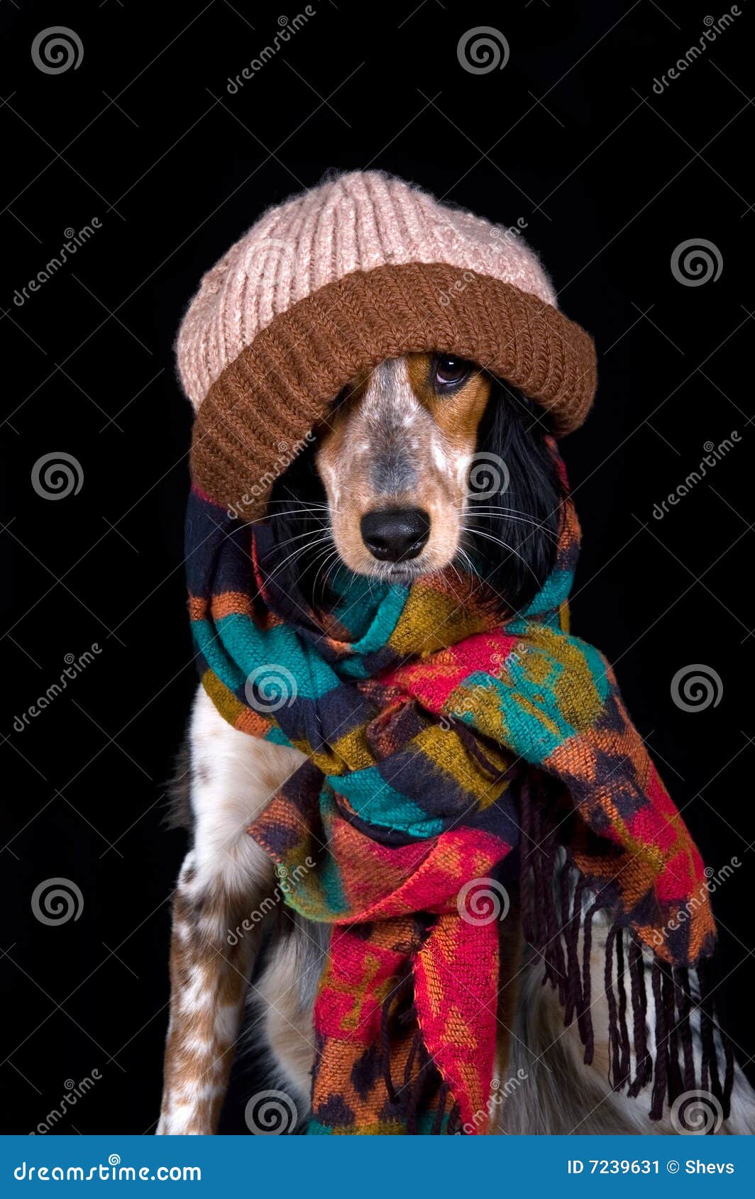 Dog with hat stock image. Image of charming, bonnet, cute - 7239631