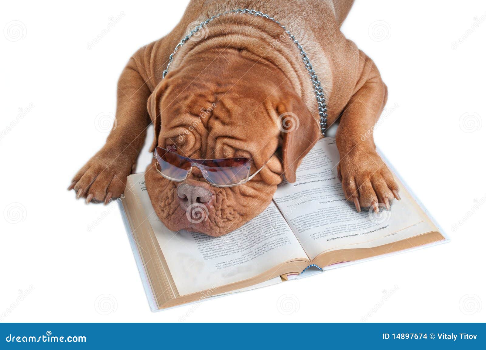 Dog having a break stock photo. Image of lessons, learning - 14897674
