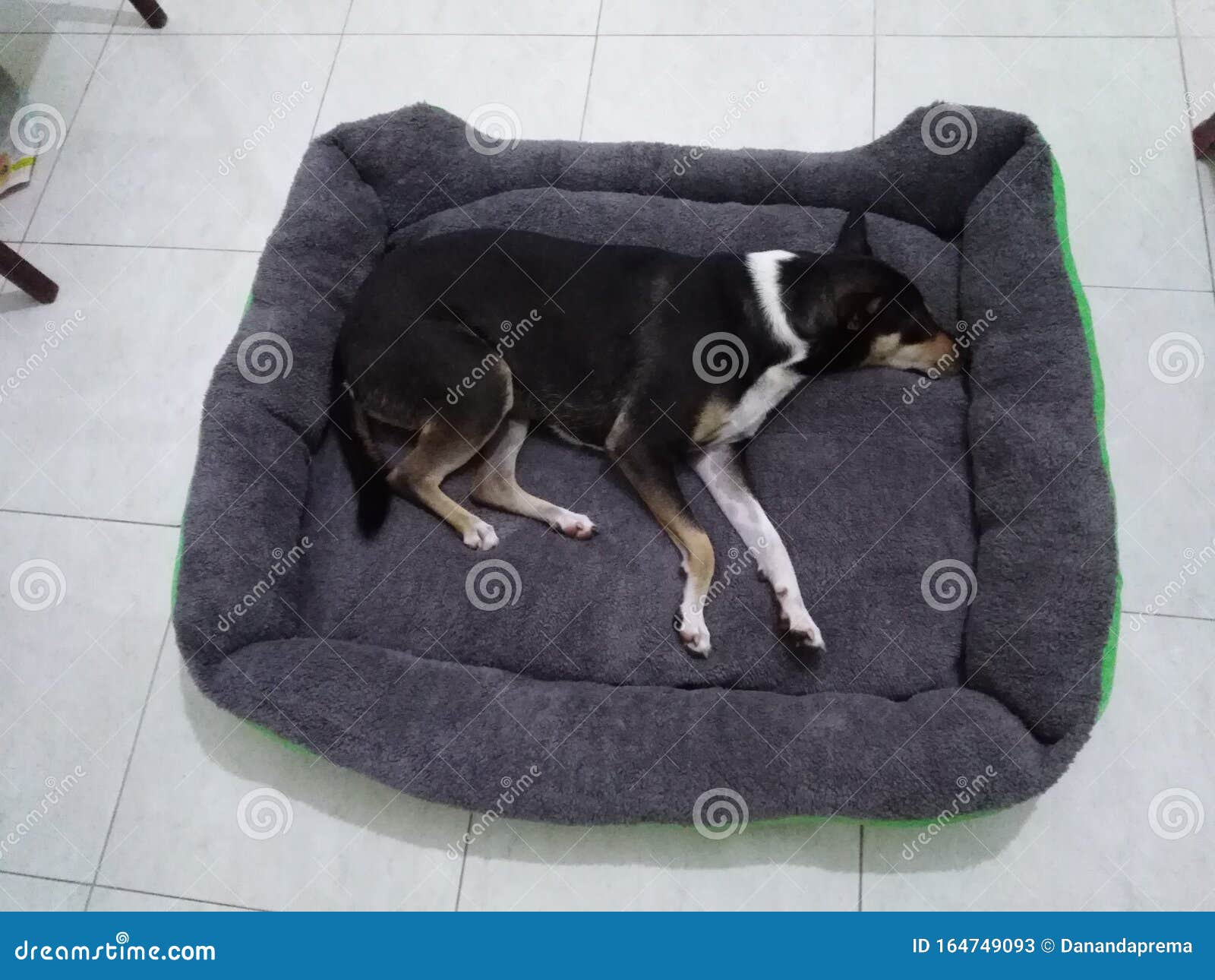 Dog Having a Comfortable Nap Stock Image - Image of asleep, black ...