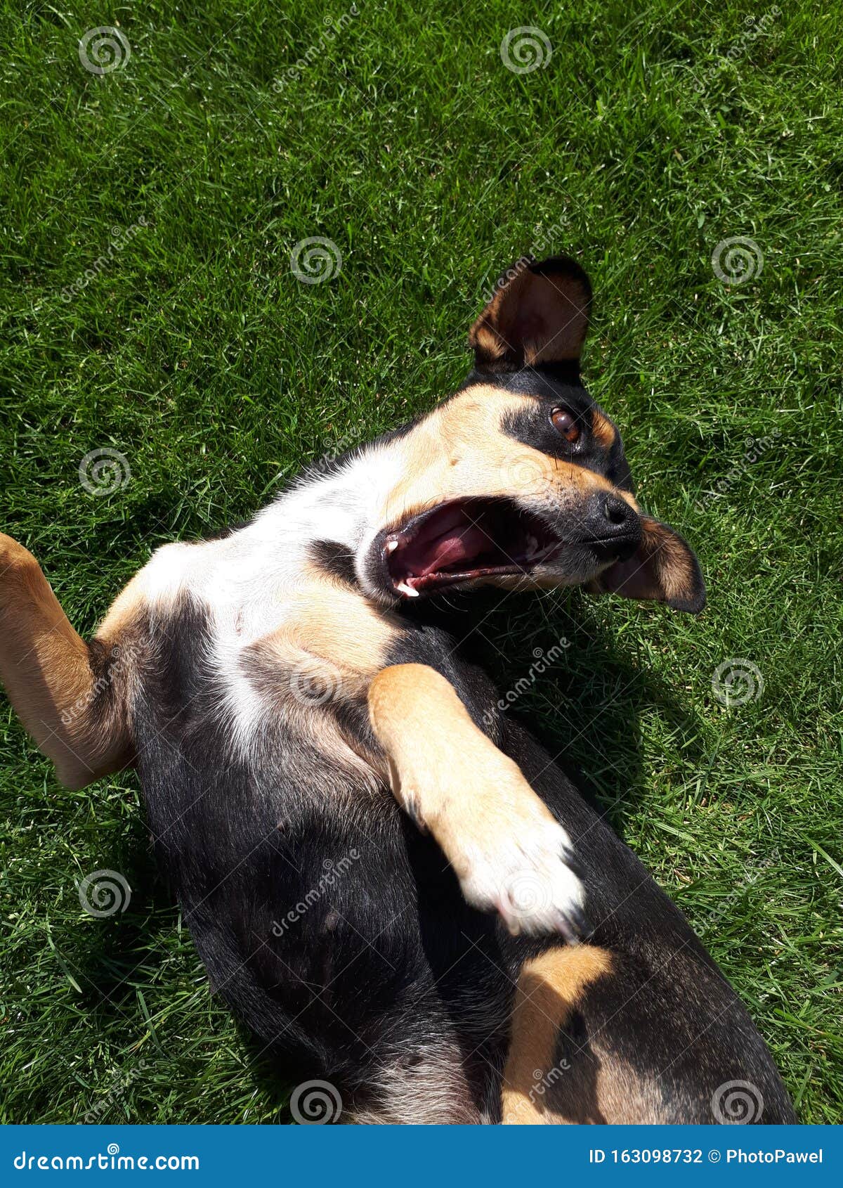 Dog having fun on the lawn stock photo. Image of funny - 163098732
