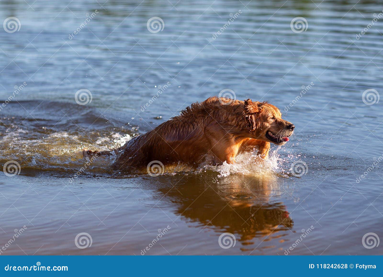 Dog Having Fun in the Water Stock Photo - Image of background, activity ...