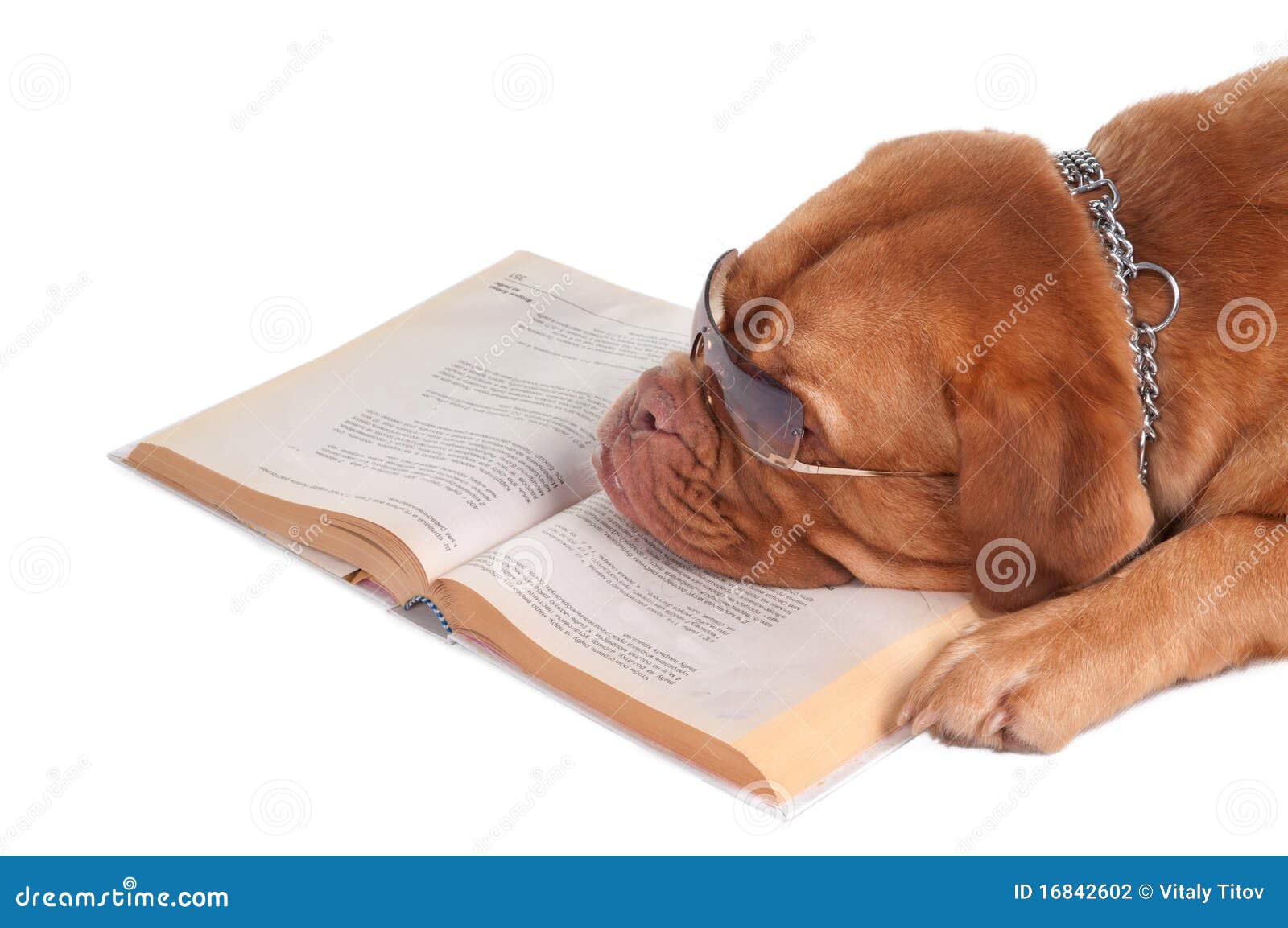Dog having a rest stock photo. Image of education, humorous - 16842602