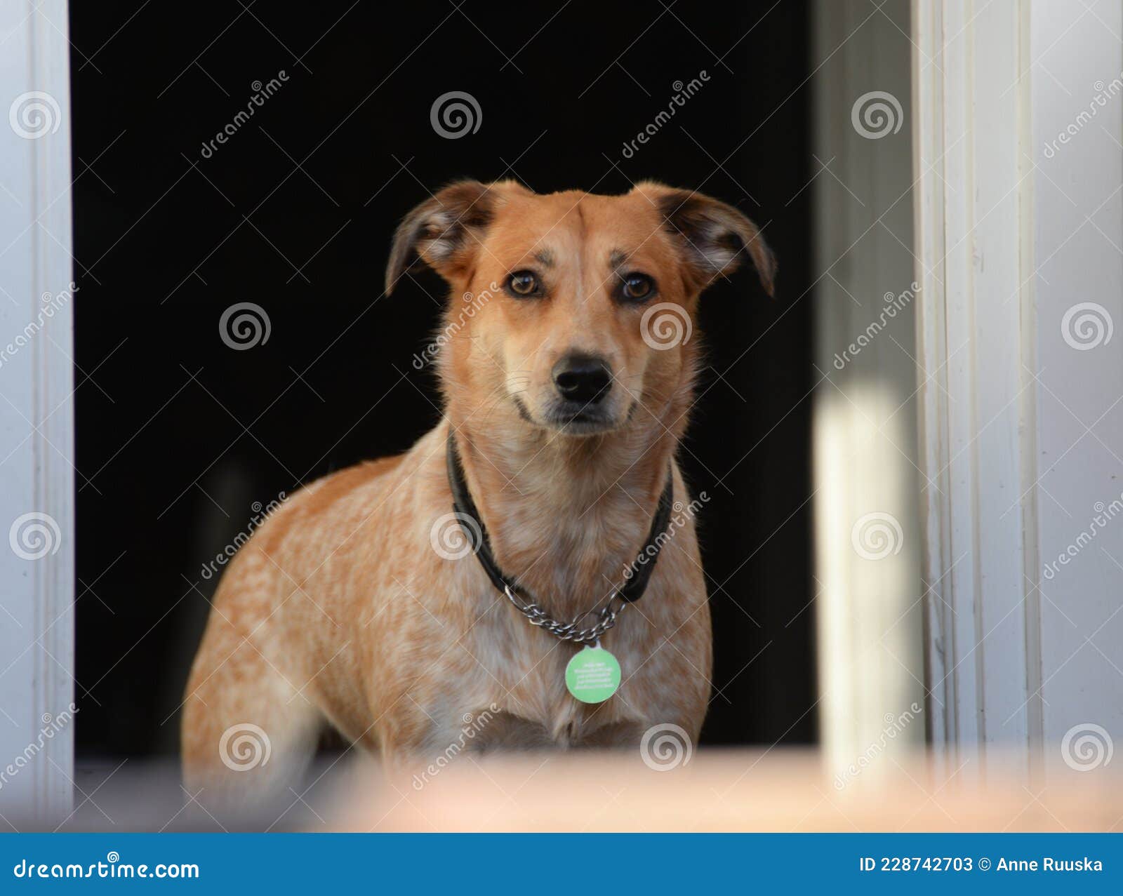 Dog having suspicious look stock image. Image of retriever - 228742703
