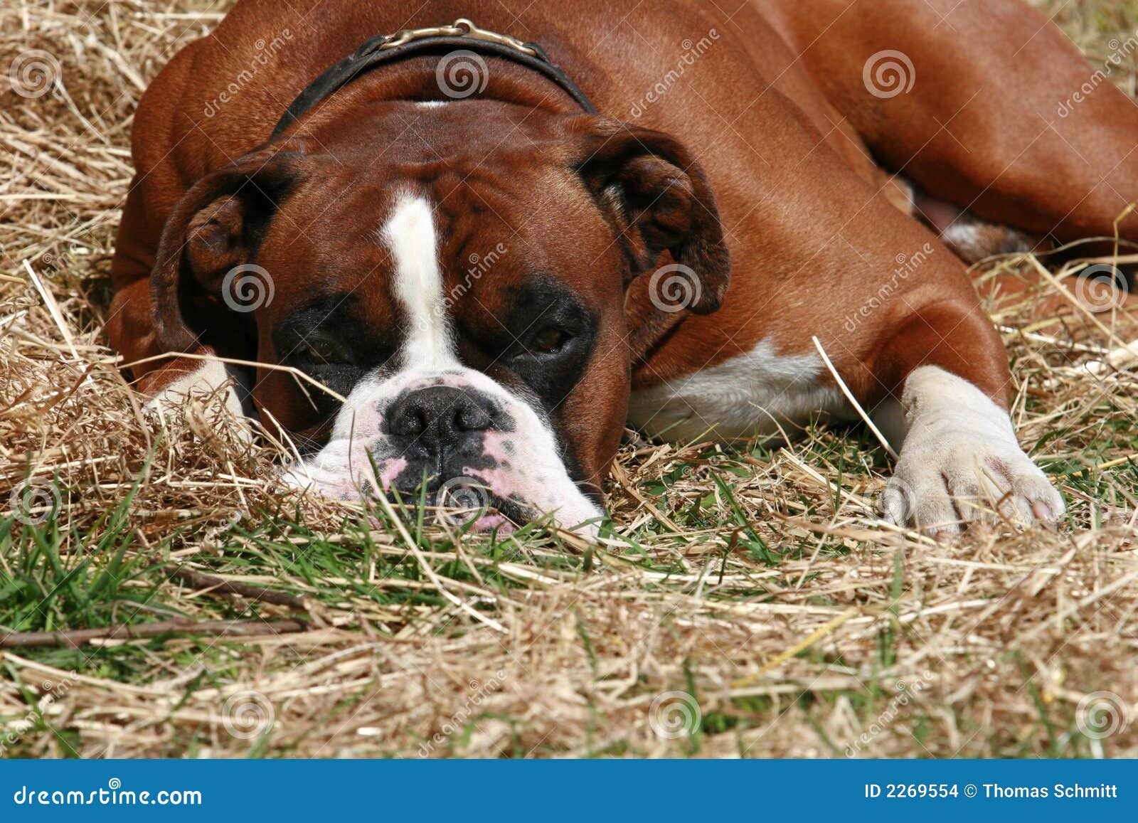 Dog on the hay stock photo. Image of purebred, boxer, breed - 2269554