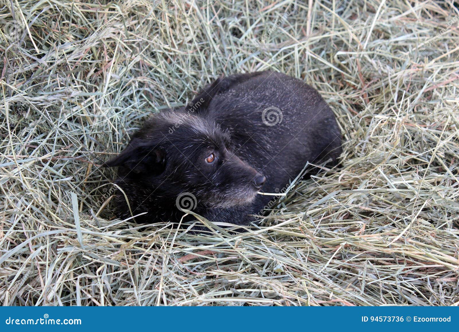 A dog in the hay stock photo. Image of black, animals - 94573736