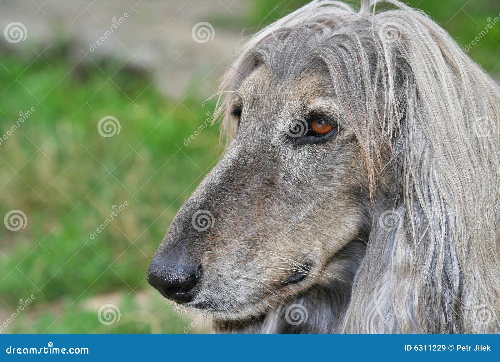 Dog head of afghan hound stock image. Image of buddy, humor - 6311229