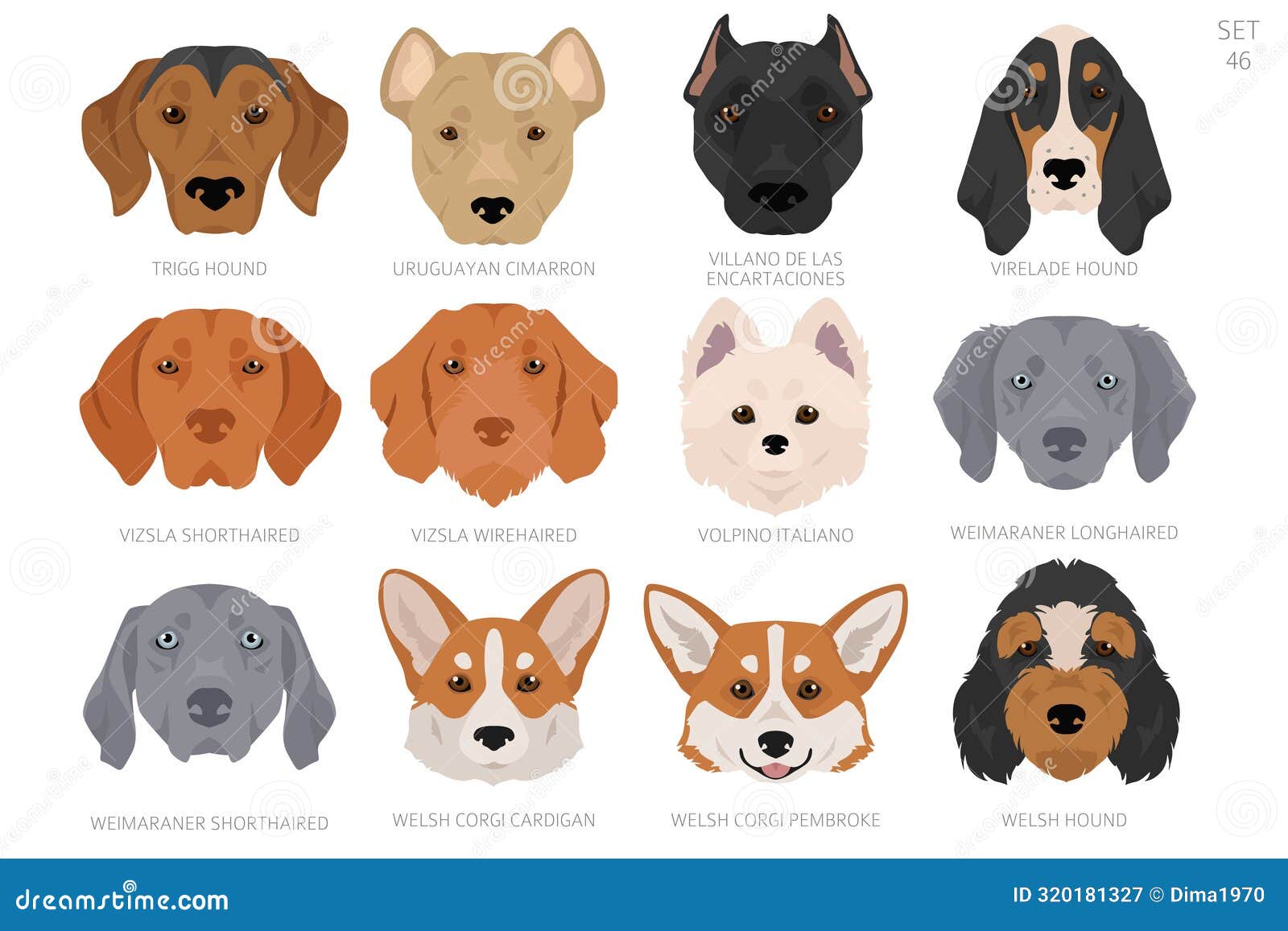 Dog Head in Alphabet Order. All Dog Breeds Stock Vector - Illustration ...