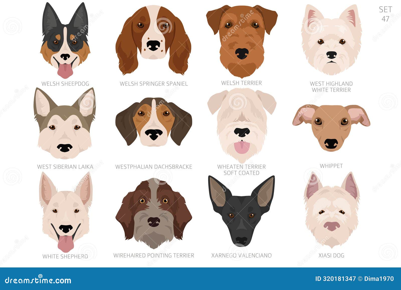Dog Head in Alphabet Order. All Dog Breeds Stock Vector - Illustration ...
