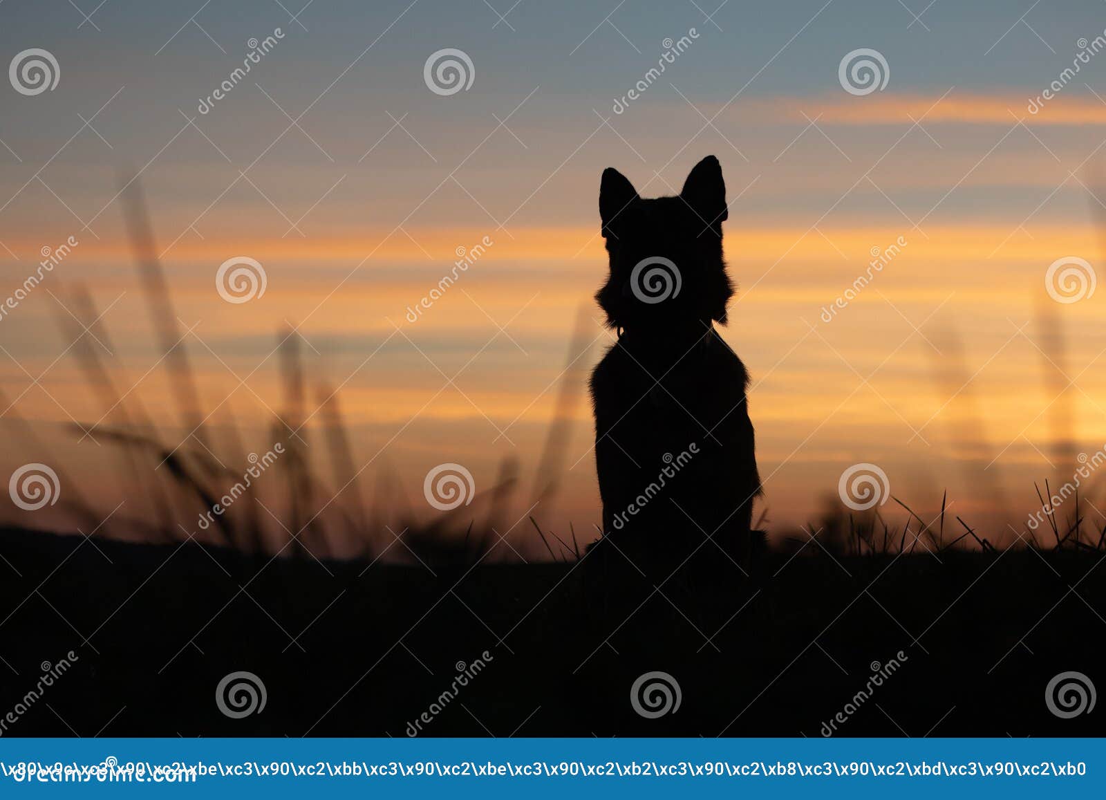 Silhouette of a Dog, a German Shepherd in the Sunset Sky Stock Photo ...