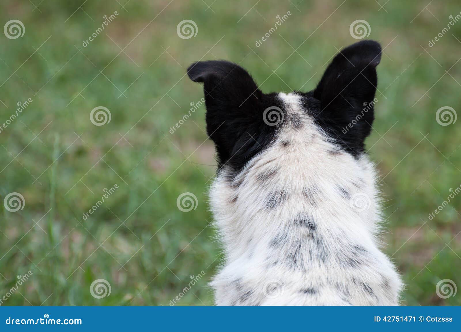 Dog Head with Black Ears from Back Stock Image - Image of sulking ...