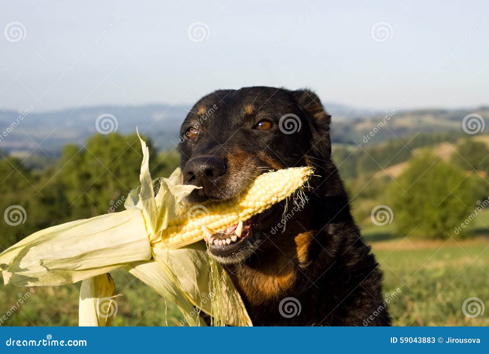 Dog Head with Corn in Mouth Stock Image - Image of charming, funny ...