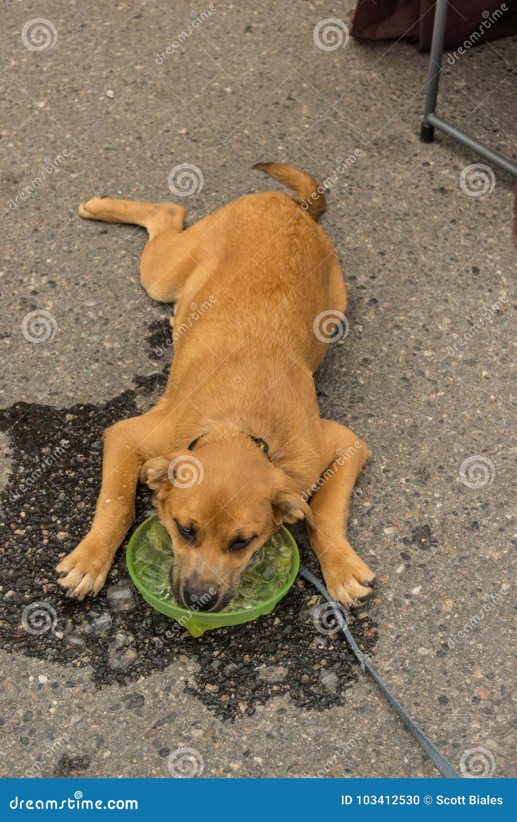 Dog with head on ice stock photo. Image of colorado - 103412530