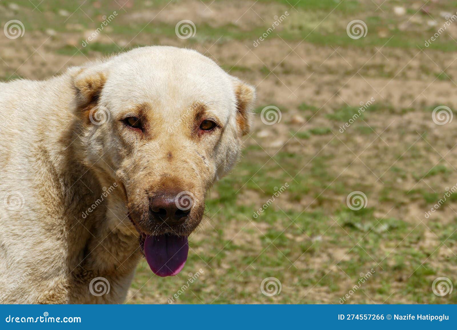 Dog Head,large Dog Head,dog Portrait,close-up of a Dog Stock Photo ...