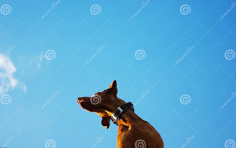 Dog head stock photo. Image of head, backdrop, muzzle - 31871520