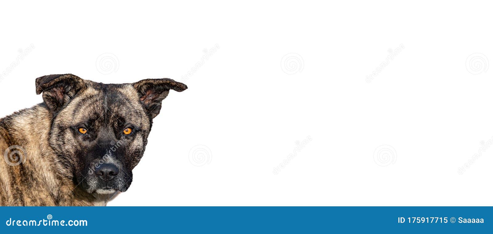 Front View of Dog Looking To the Camera with White Background Stock ...