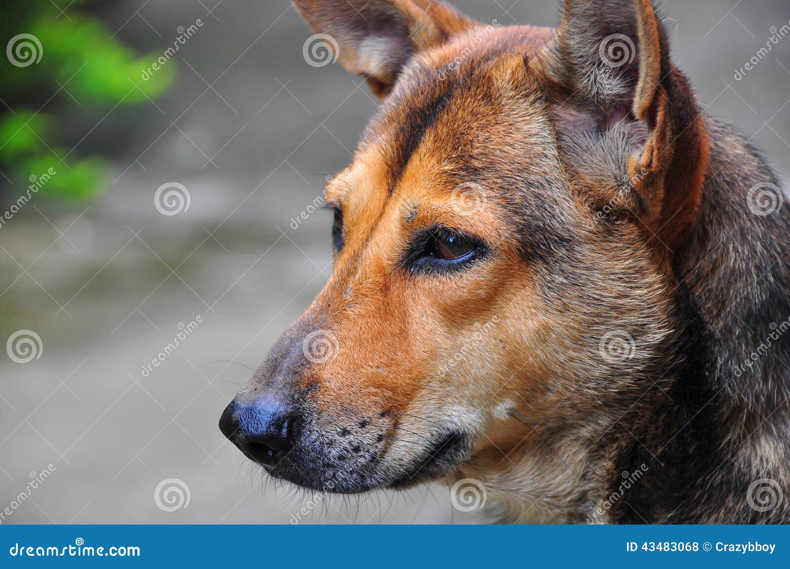 Dog head stock photo. Image of front, animal, friendly - 43483068