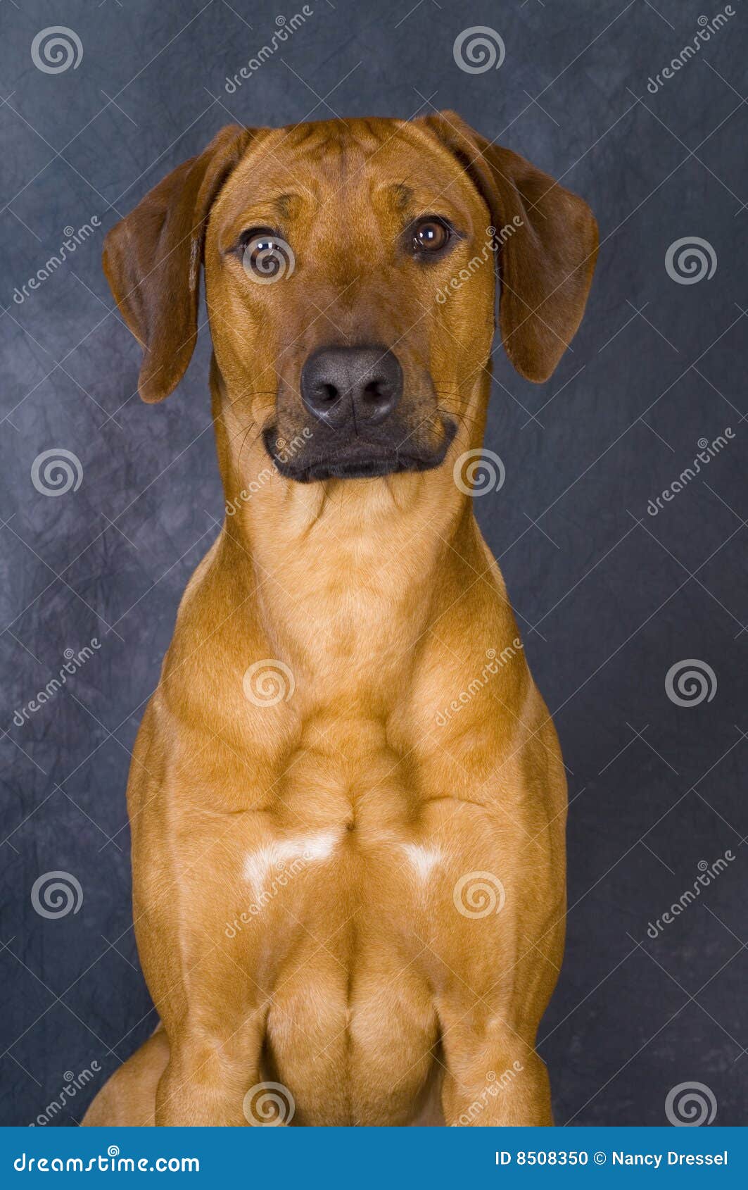 Dog head portrait stock photo. Image of attention, indoors - 8508350