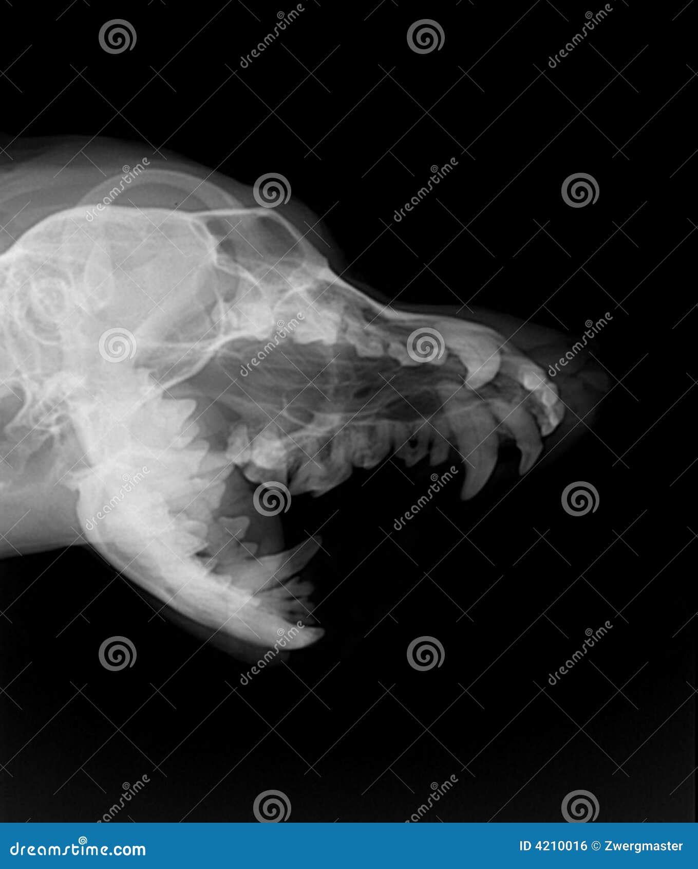 Dog head x-ray stock photo. Image of healthcare, bones - 4210016