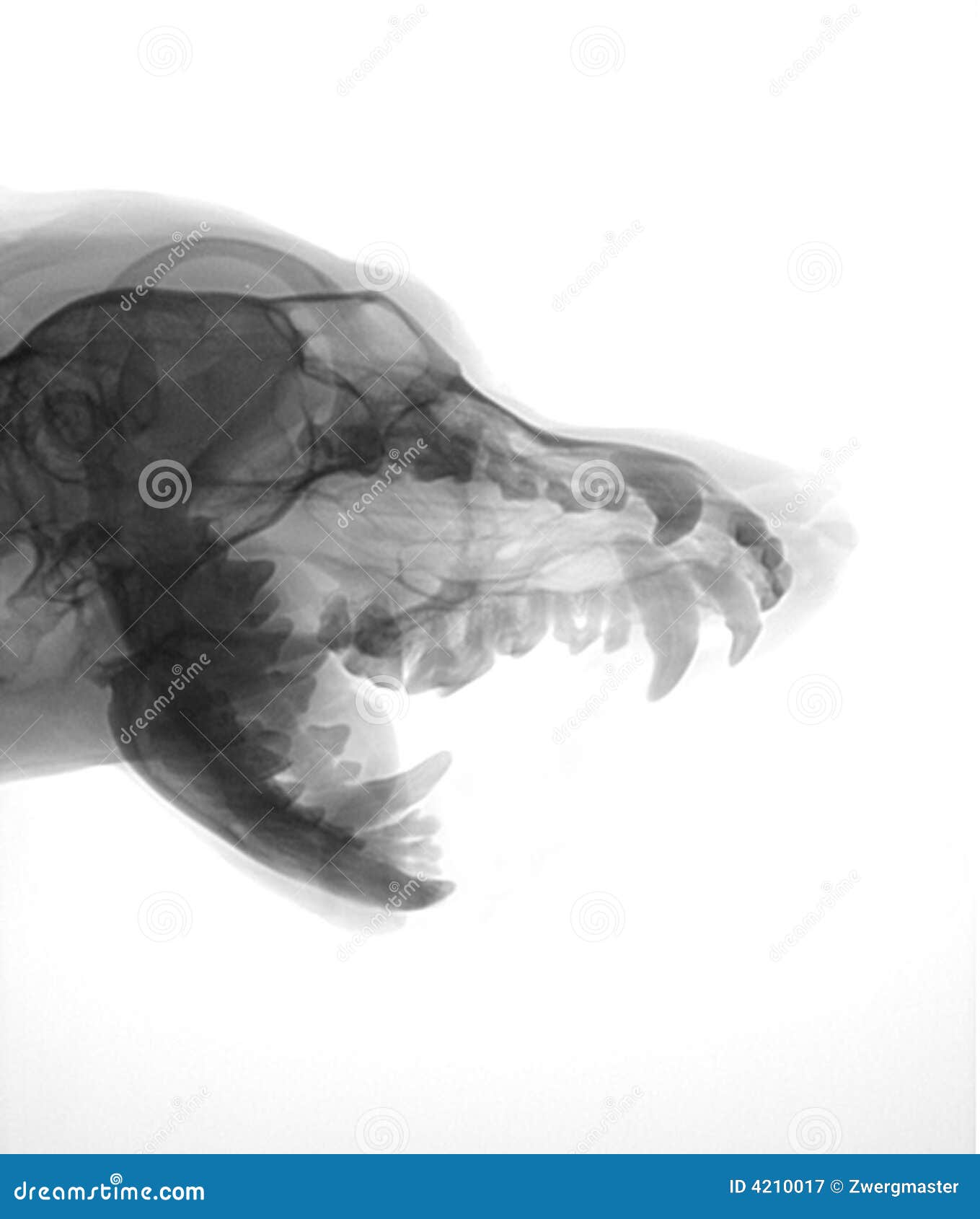 Dog head x-ray stock image. Image of internal, examination - 4210017