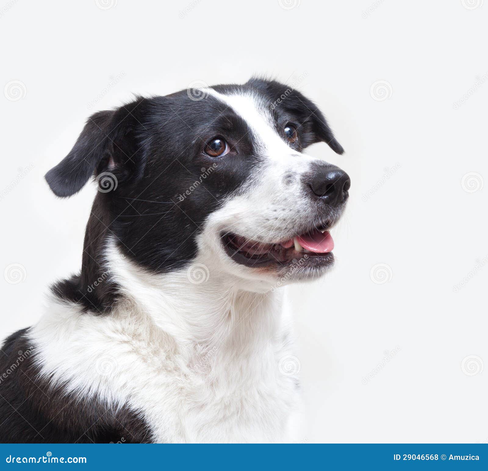 Dog head shot stock photo. Image of playful, panting - 29046568