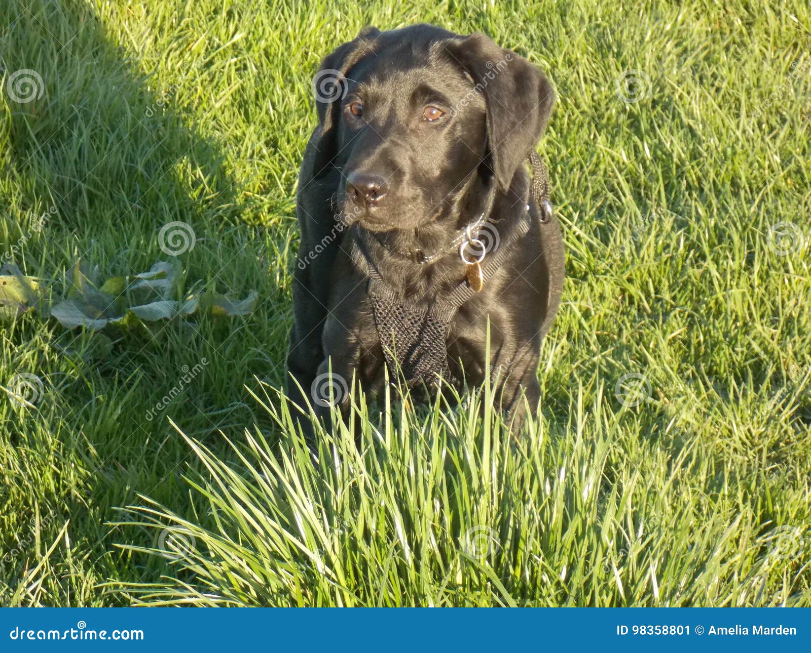 Dog in the headlights stock image. Image of long, surrounded - 98358801