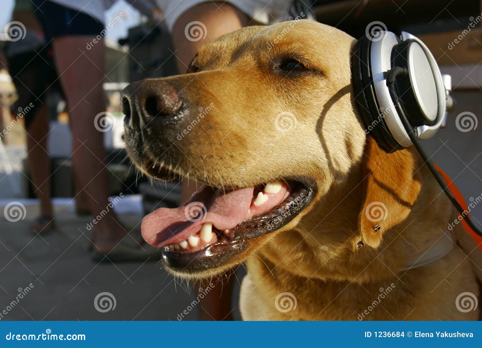 Dog in headphones stock photo. Image of animal, acoustic - 1236684