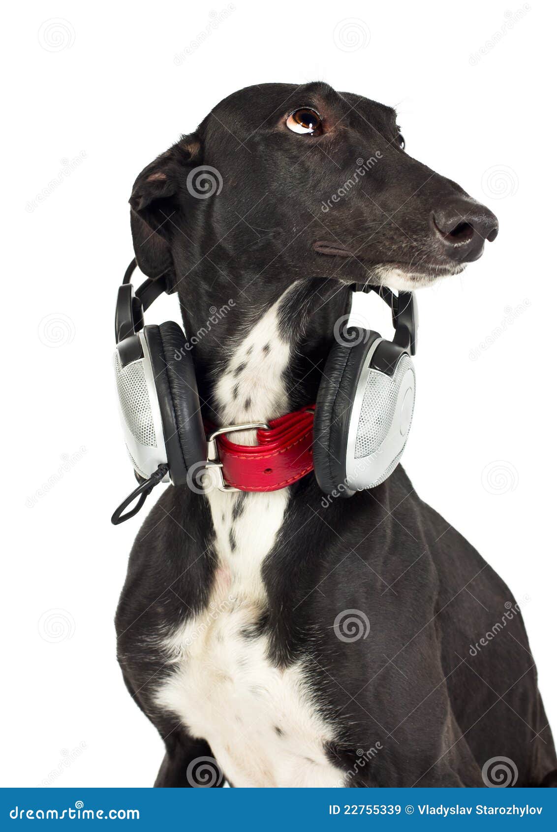Dog with headphones stock image. Image of doggy, listening - 22755339