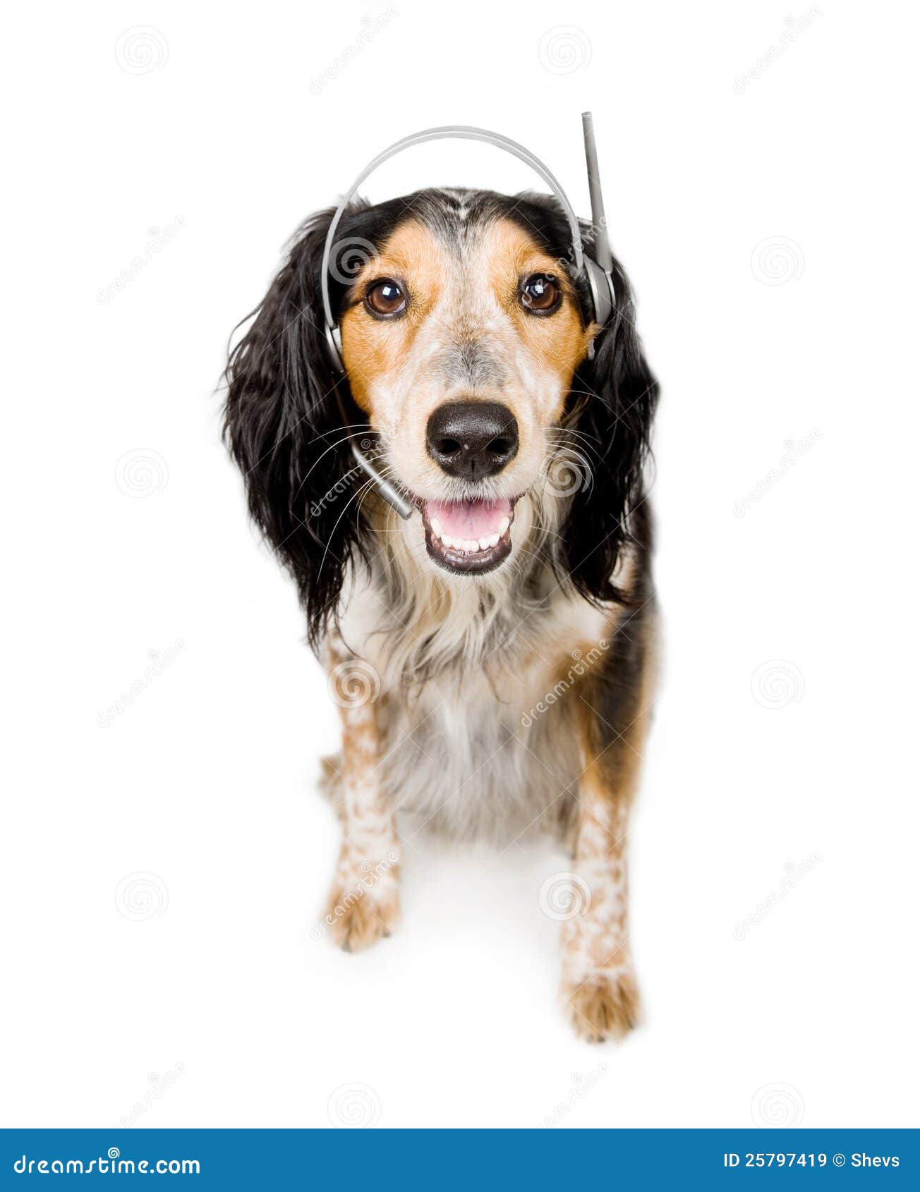 Dog with headset stock image. Image of hotline, canine - 25797419
