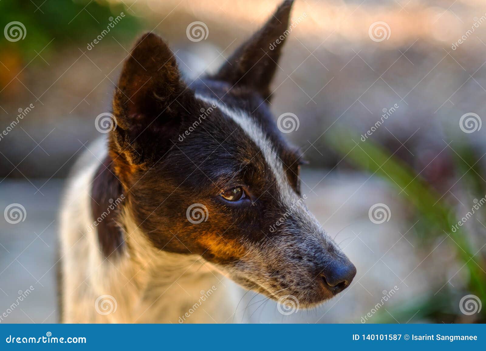 Dog headshot stock image. Image of creature, view, vertebrate - 140101587