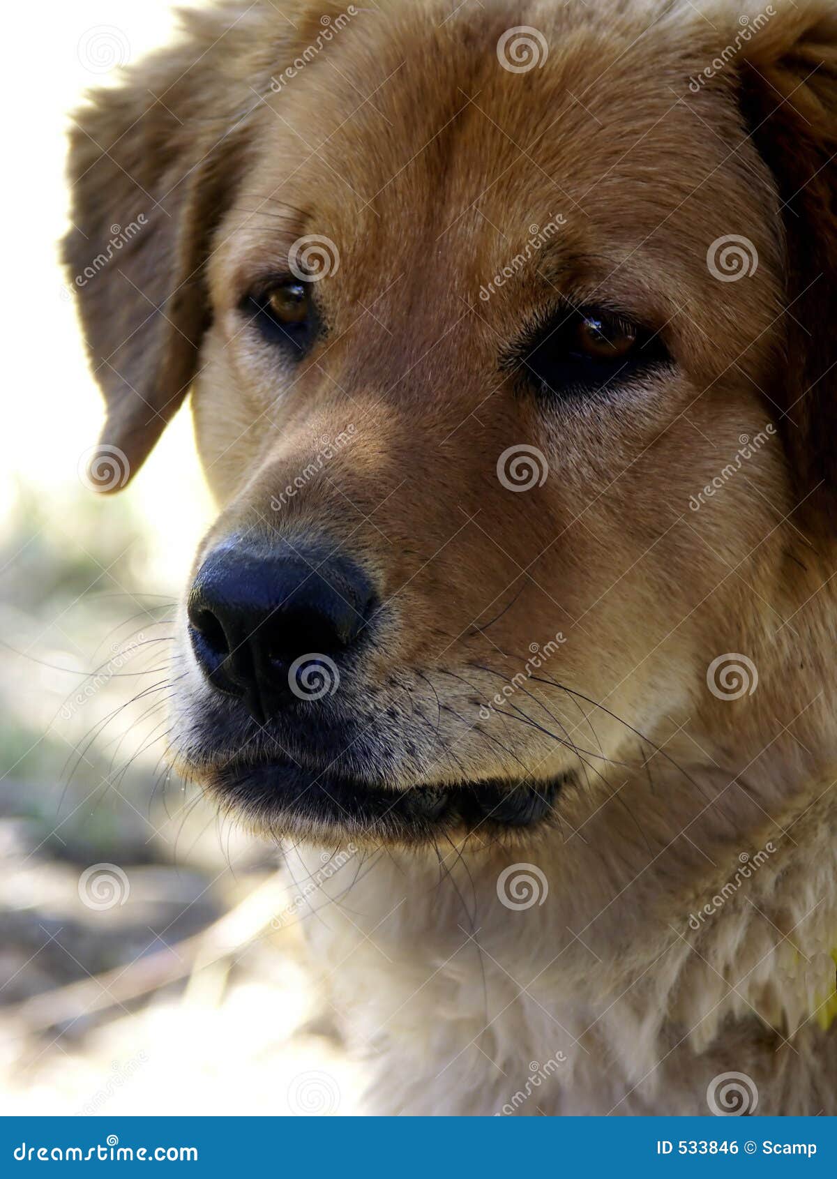 Dog Headshot Golden Retriever Stock Photo - Image of brown, sweet: 533846