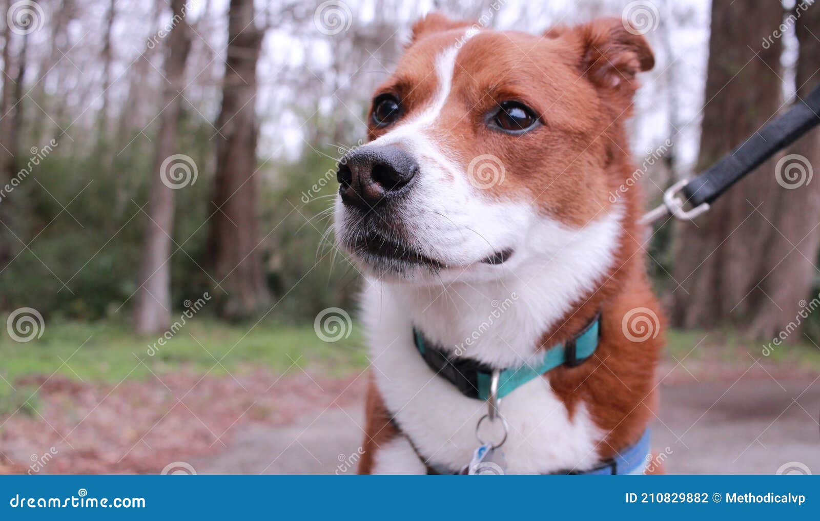 Dog headshot stock photo. Image of animal, carnivore - 210829882