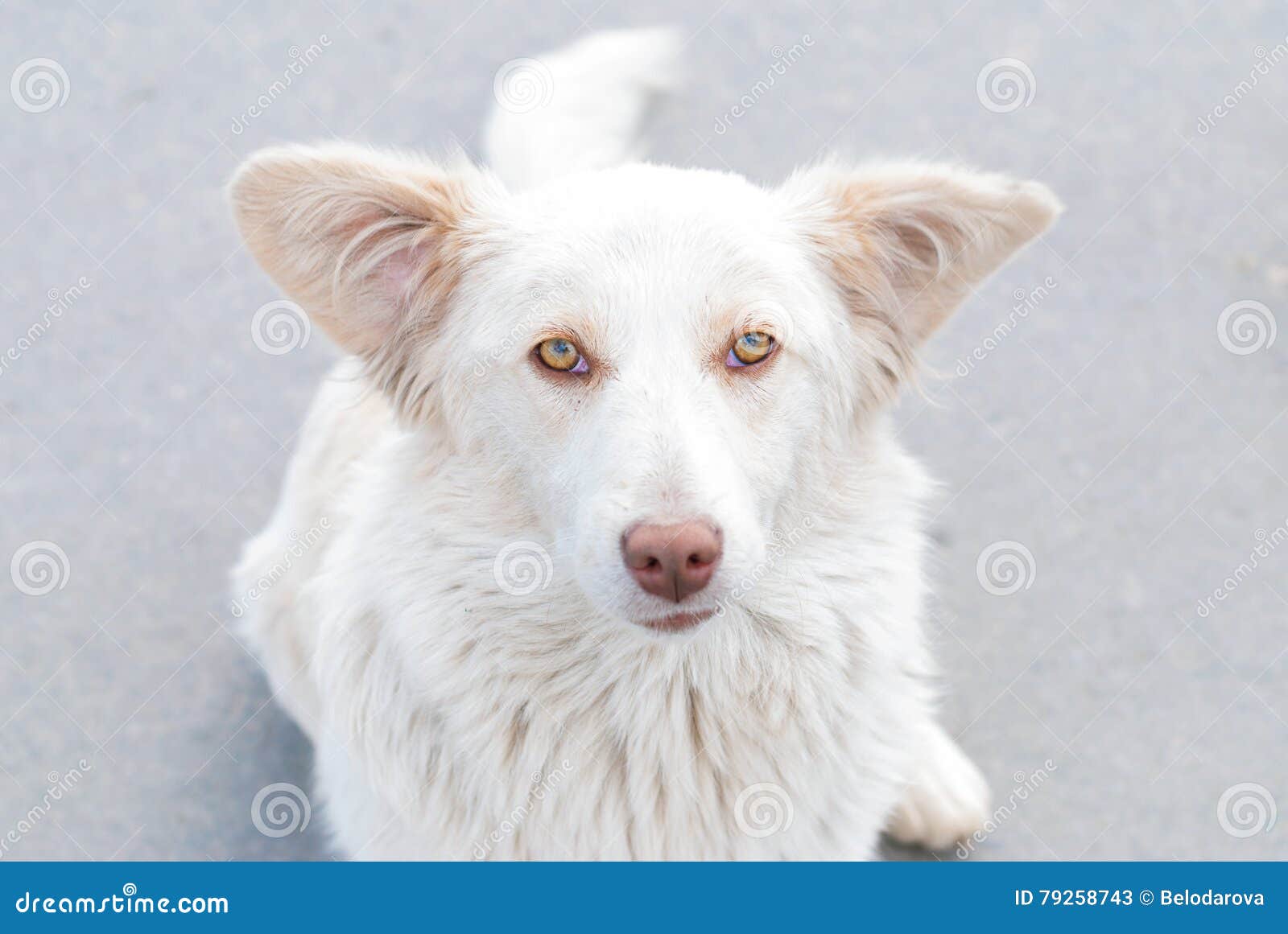 Dog headshot outside stock image. Image of mammal, portrait - 79258743